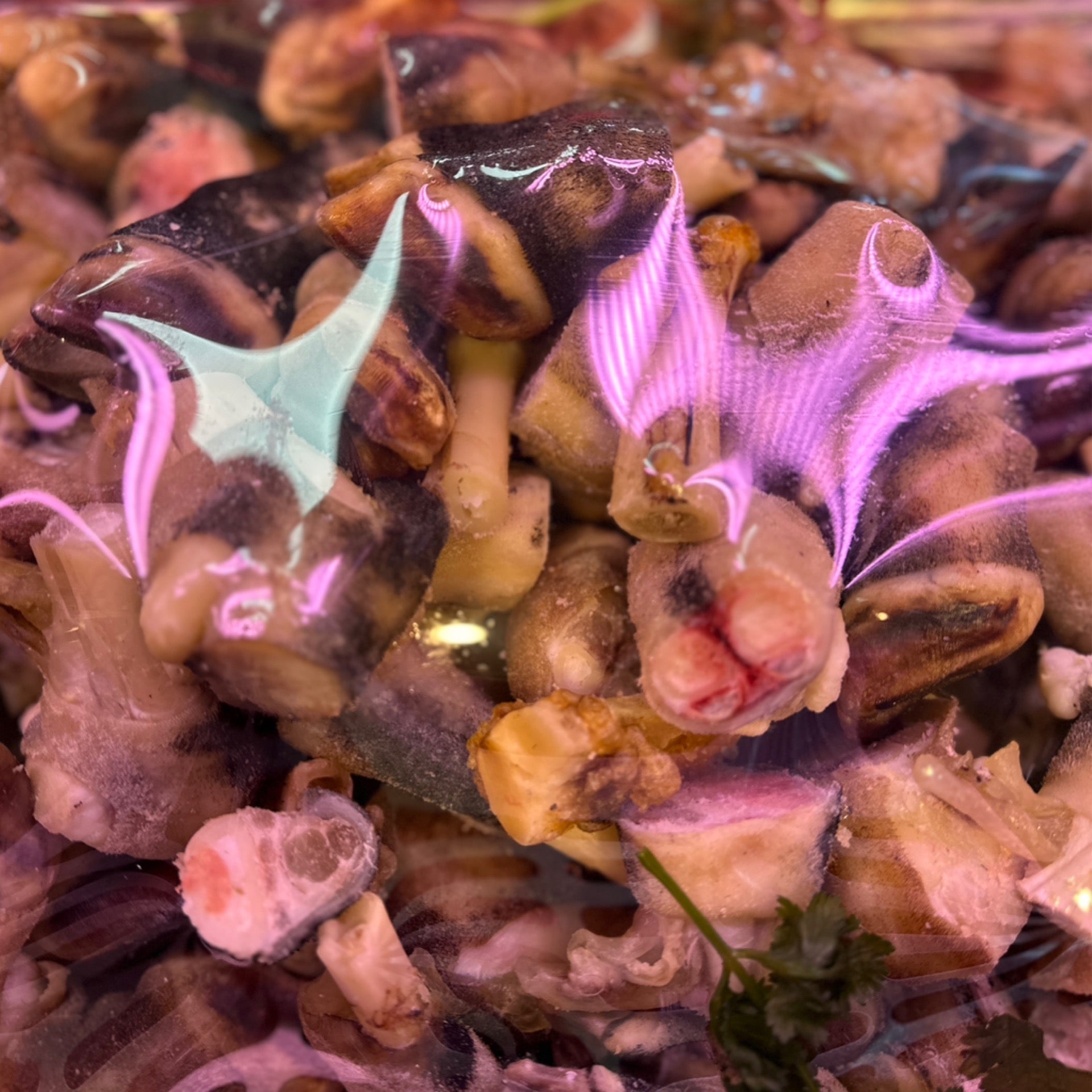 Goat Feet | Coburg Pasal